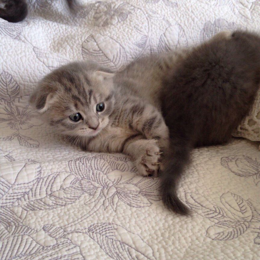 Шотландский вислоухий короткошёрстный котёнок