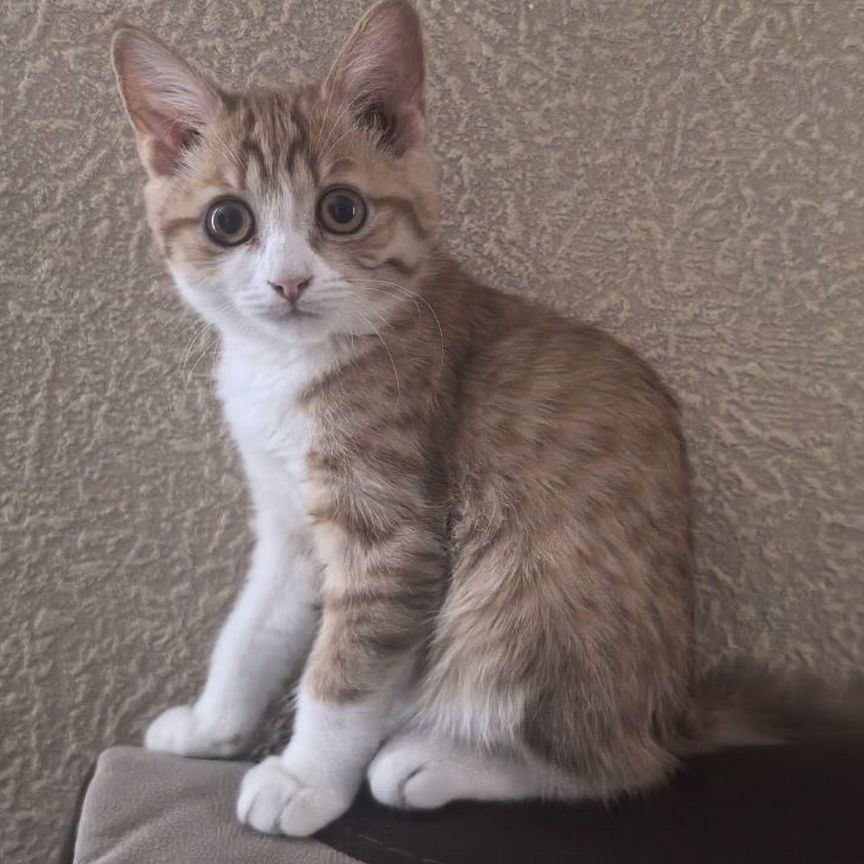 Шотландский прямоухий короткошёрстный котёнок