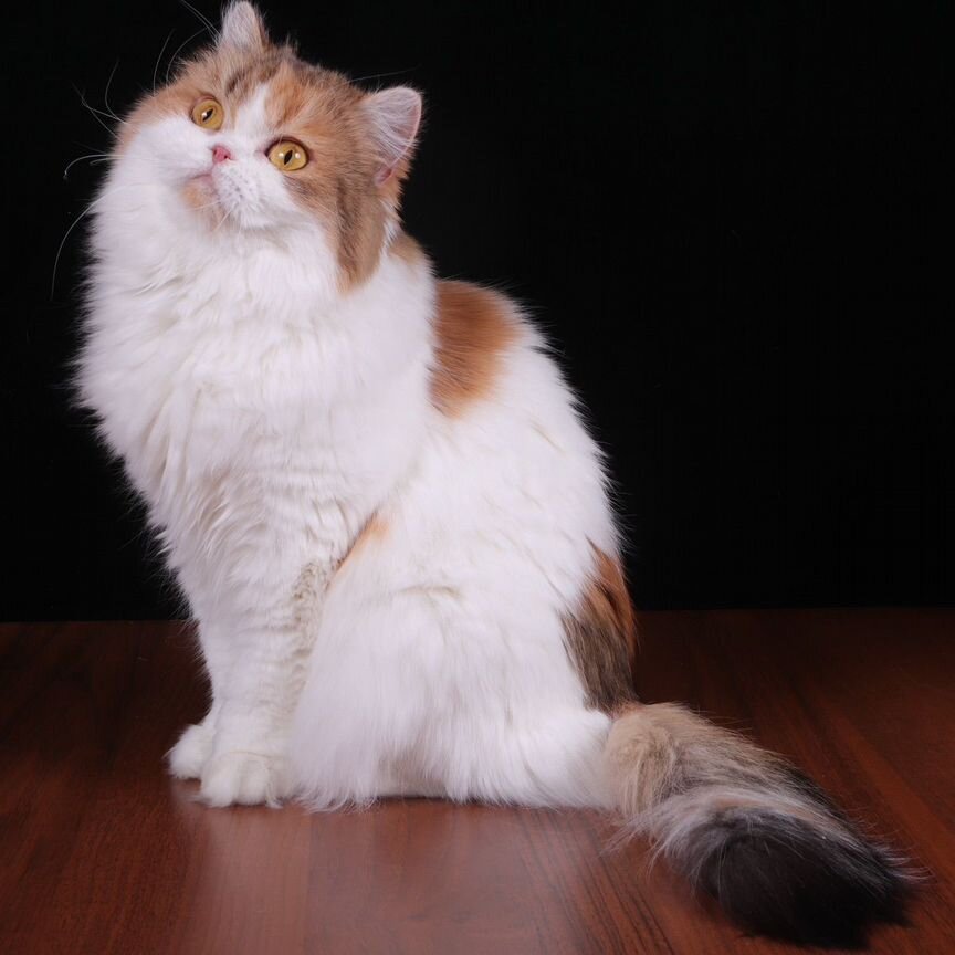 Хайленд страйт, кошка, 1,5 года