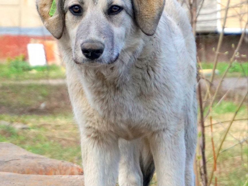Дворянка девочка для охраны и семьи