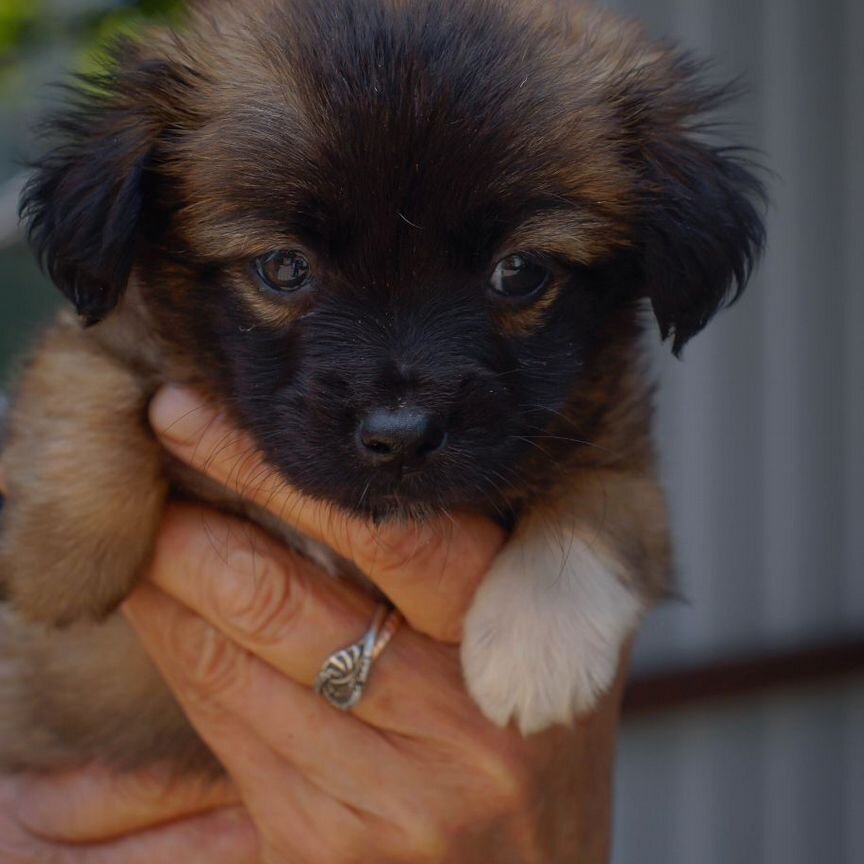 Щенки от маленькой собачки