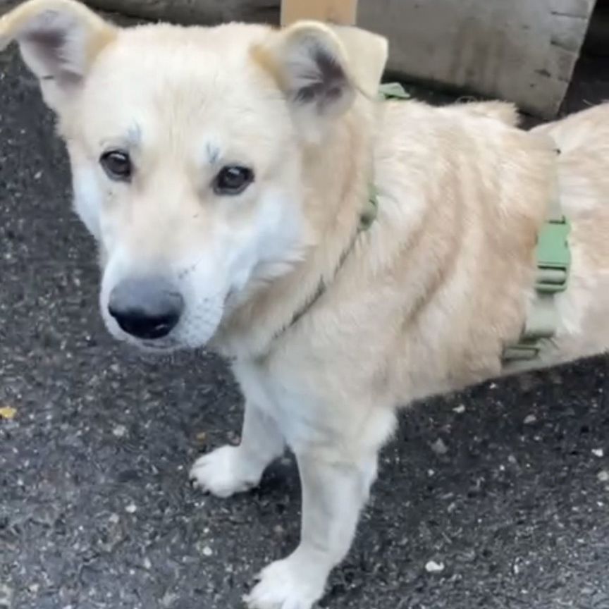 Взрослый пёс в добрые руки