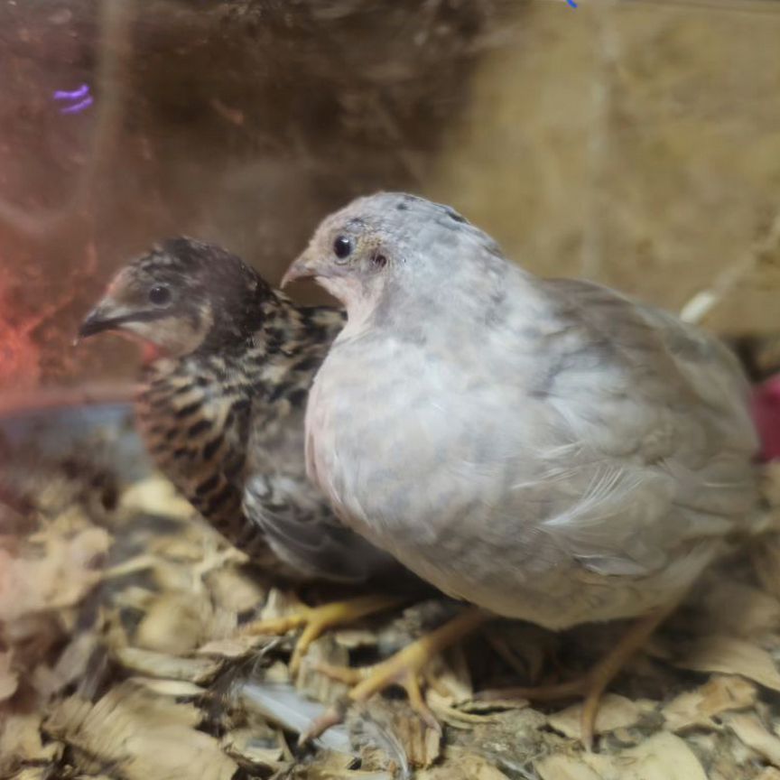 Карликовые перепела