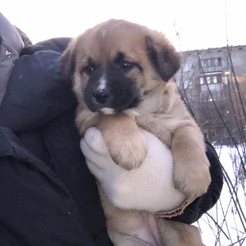 Щенок в добрые руки