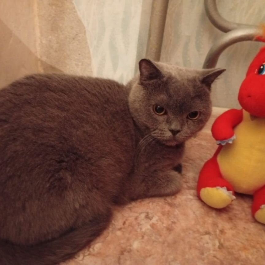 Роскошная кошка