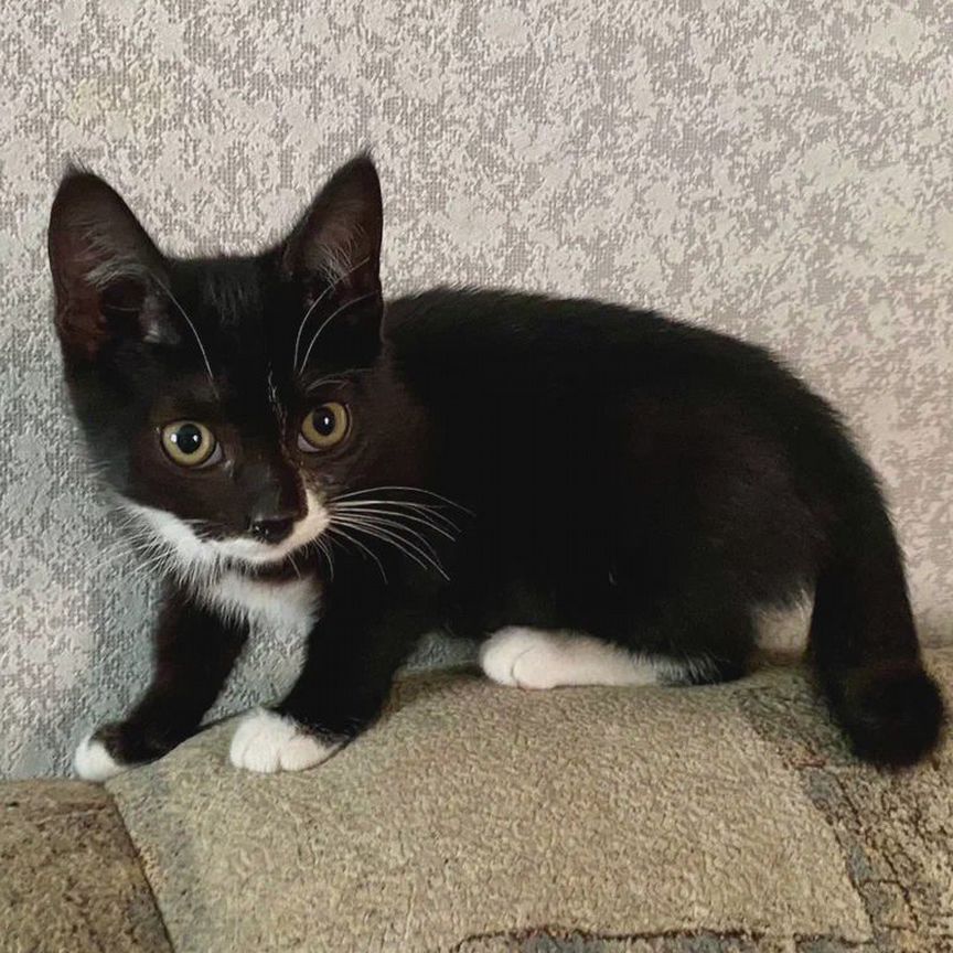 Котёнок в добрые руки