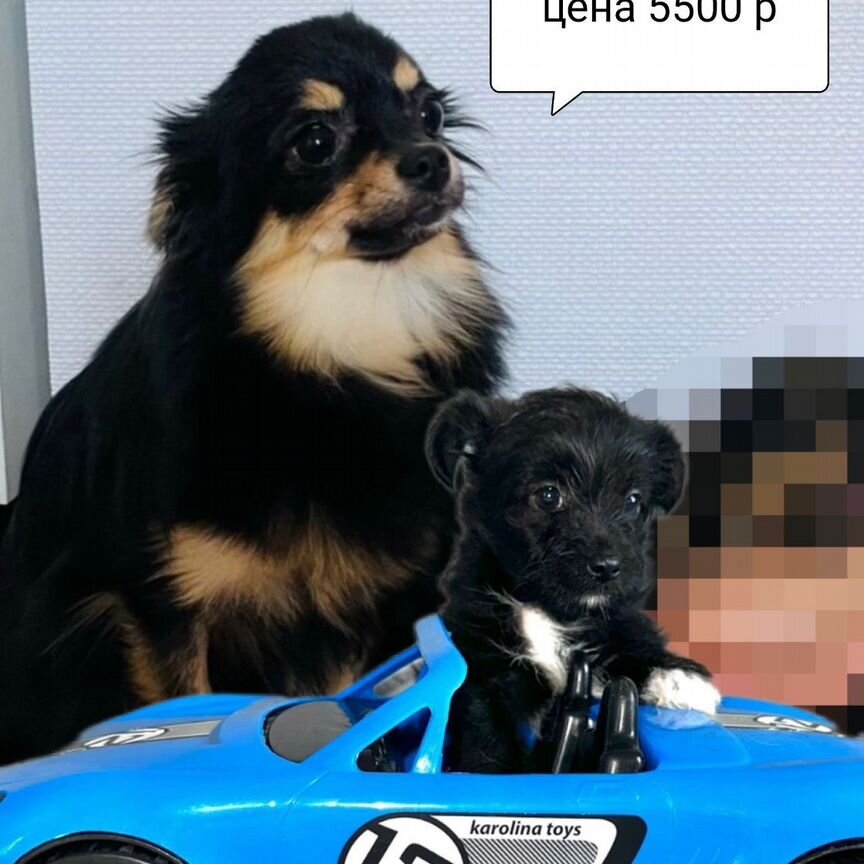 Шпицейорк, щеночек