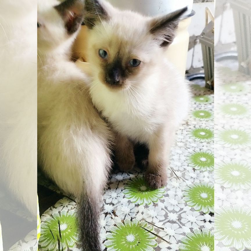 Котята в добрые руки бесплатно