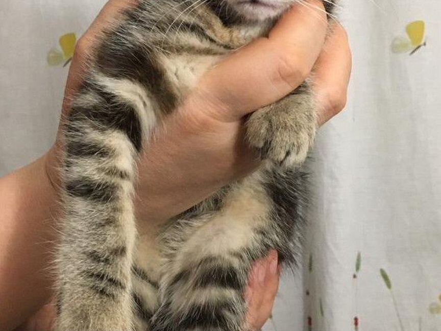 Котенок девочка в добрые руки