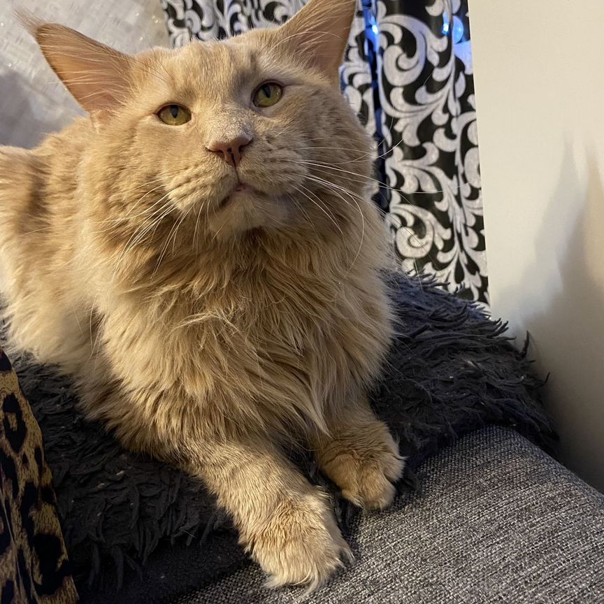 Мейн-кун, взрослый кот