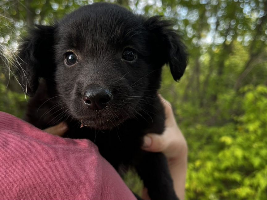 Кутята ищут свой дом и хозяина