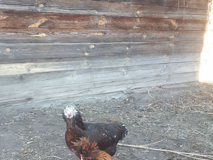 Молодые петушки