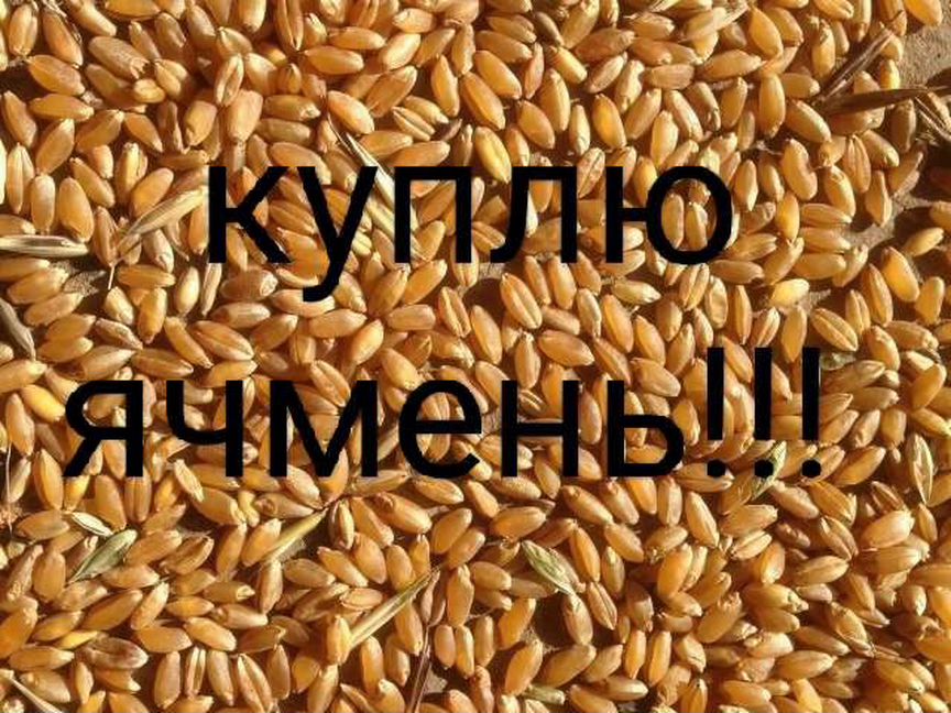 Зерно ячмень