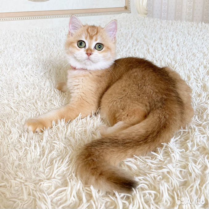 Великолепная девочка окраса ny12