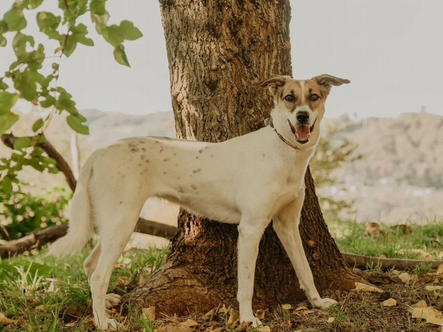 Собака в добрые руки отдам бесплатно