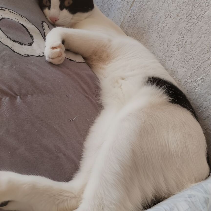 Взрослый кот в добрые руки