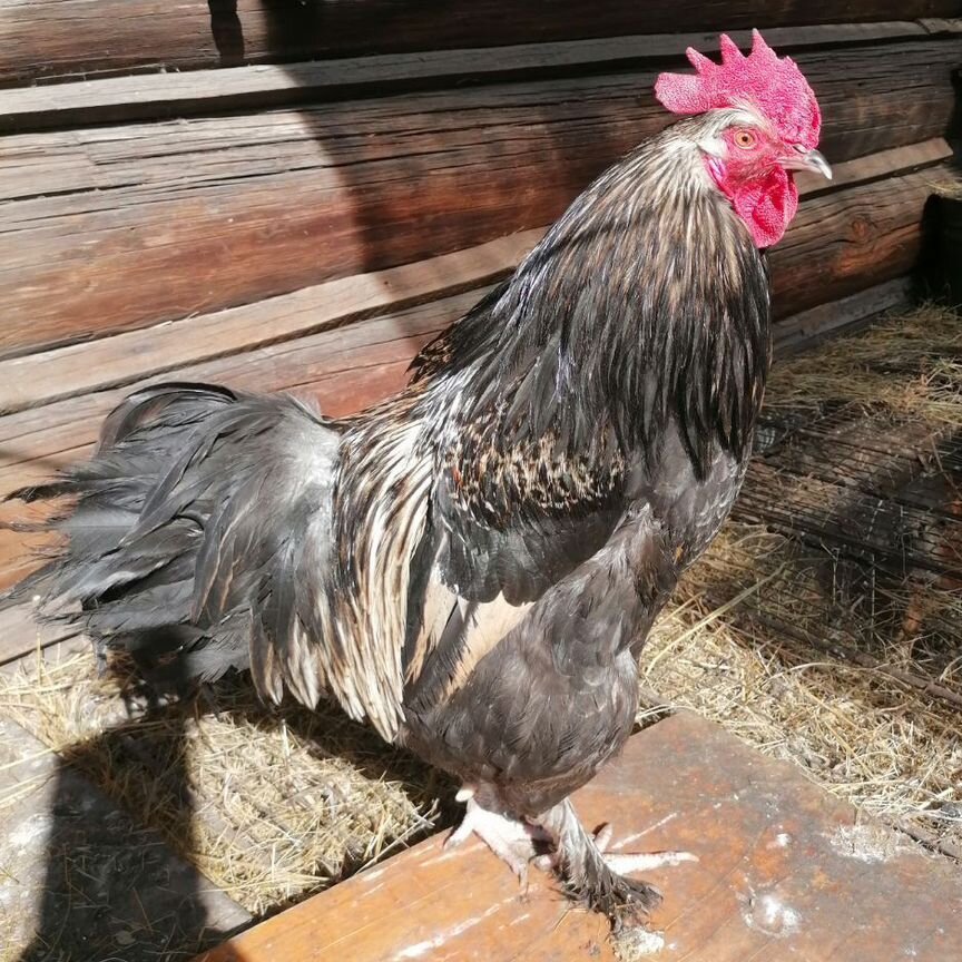 Молодые петухи