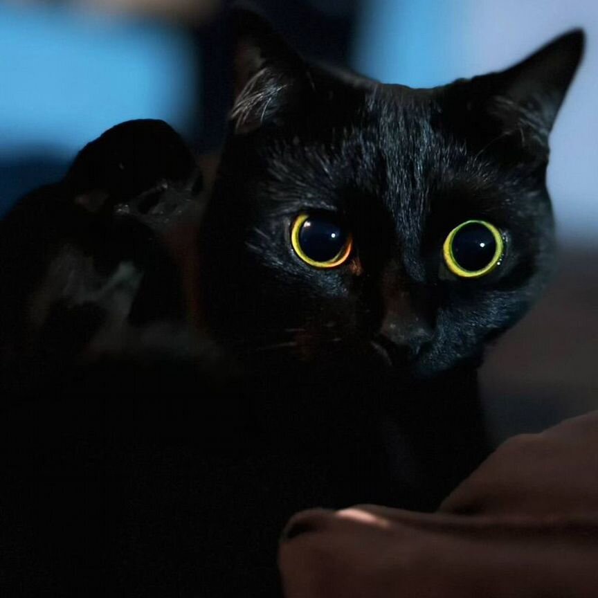 Бомбейская, взрослая кошка