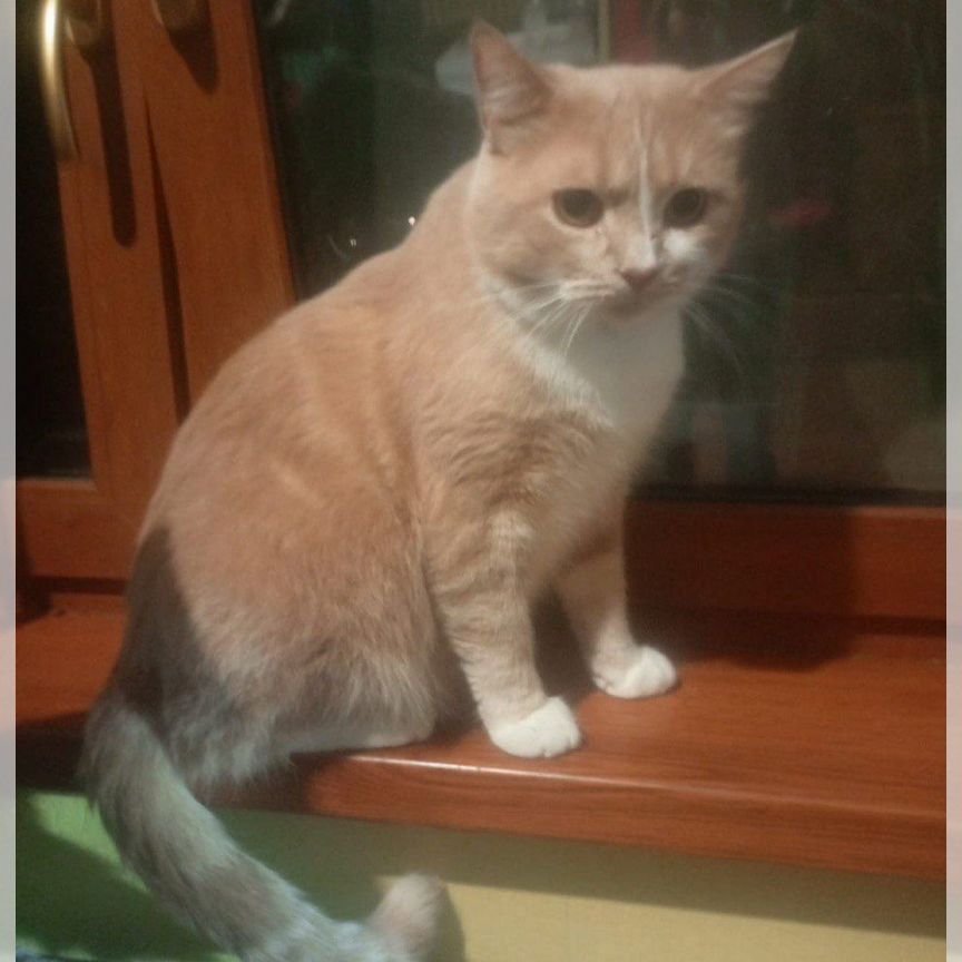 Взрослый кот в добрые руки