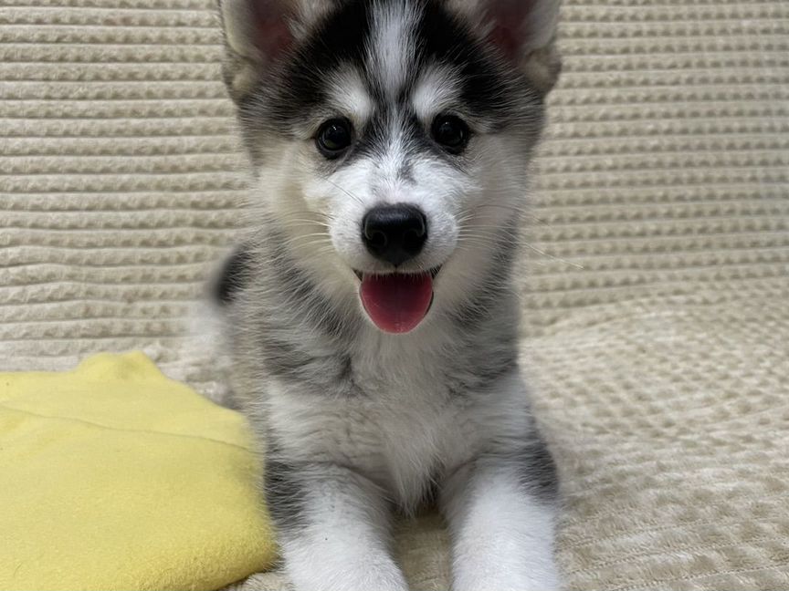 Помски мини