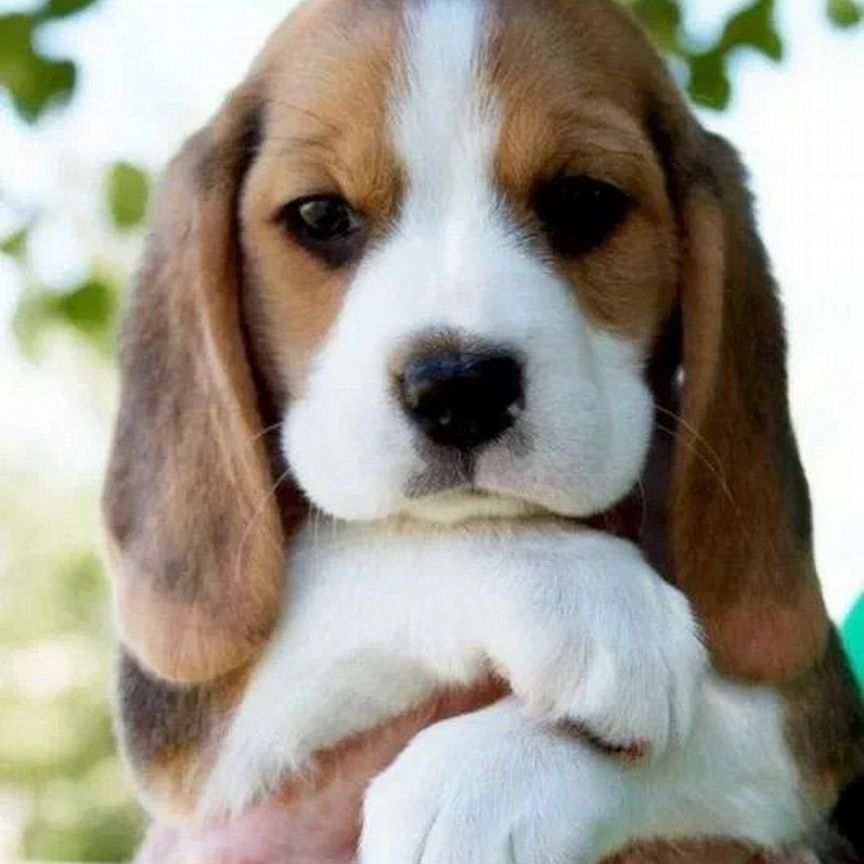 Померанский шпиц