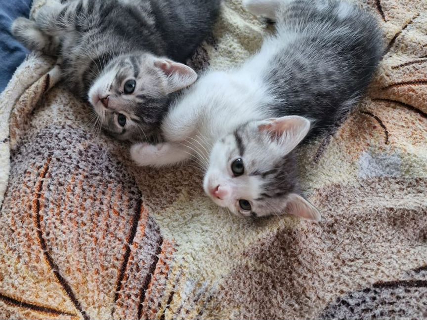 Котята британцы метисы отдам