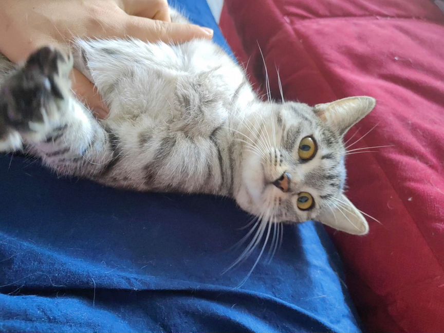 Британские короткошерстные