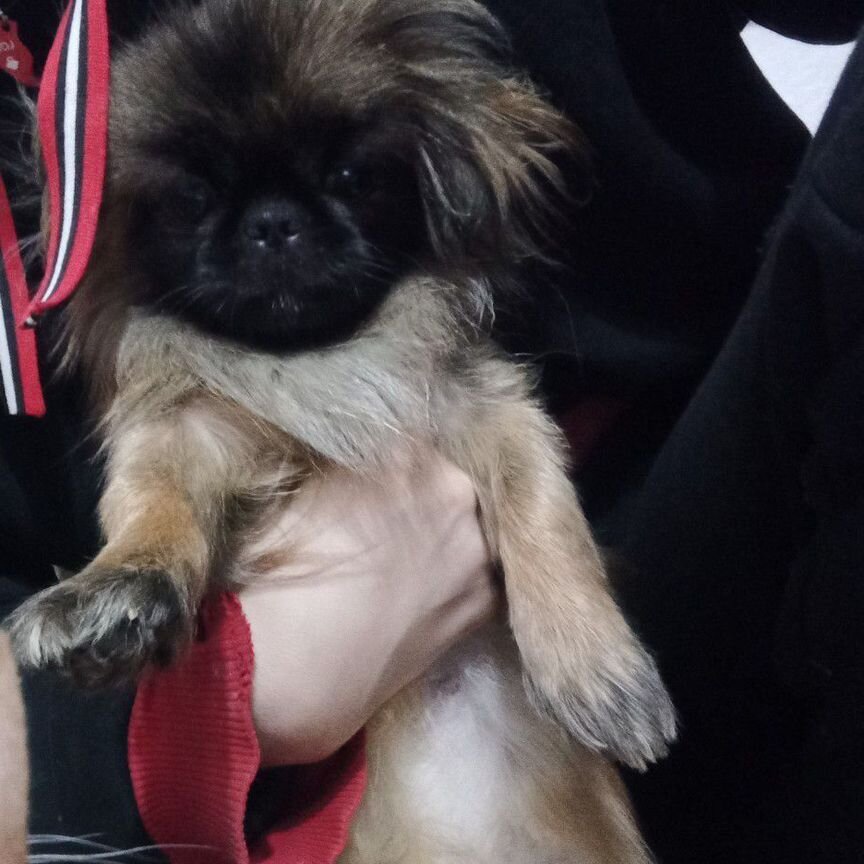 Мини пекинес