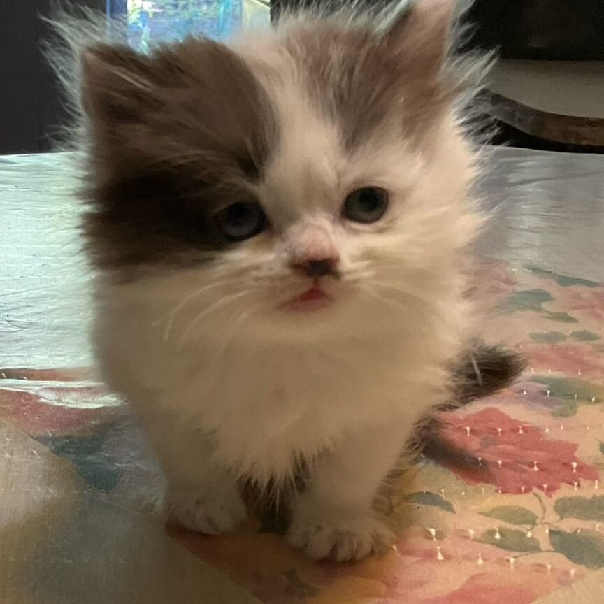 Персидский котёнок
