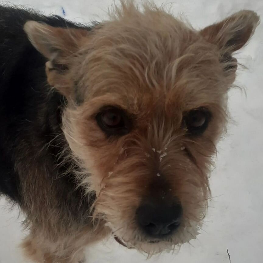 Взрослая собака в добрые руки