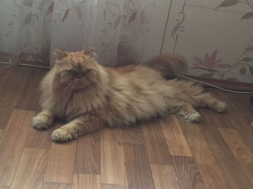 Персидский кот