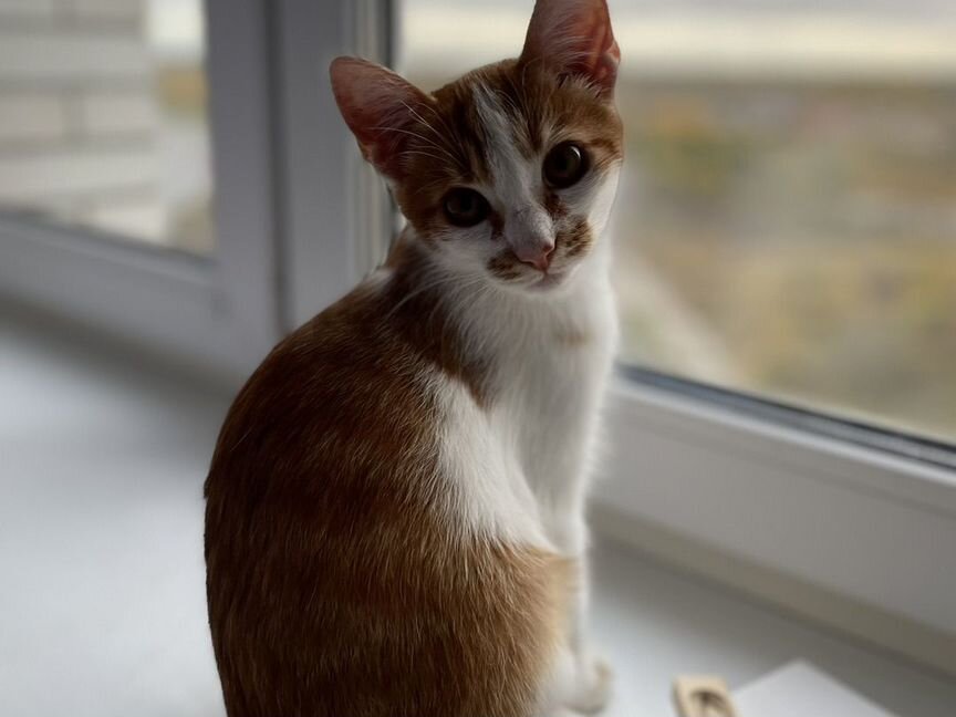 Рыжий котенок