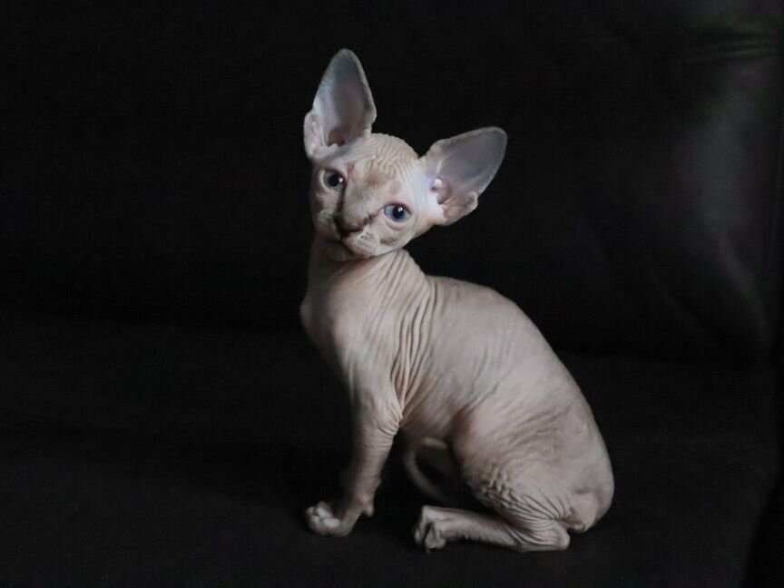 Королевский мальчик сфинкс котенок