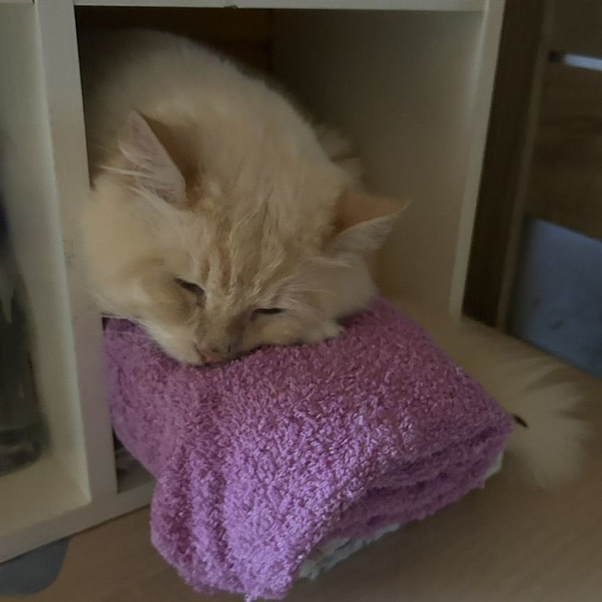 Виртуальные кот