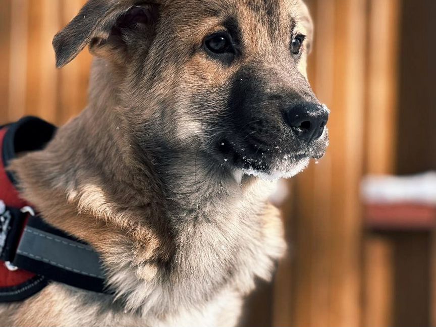 Отличная собака, друг и компаньон