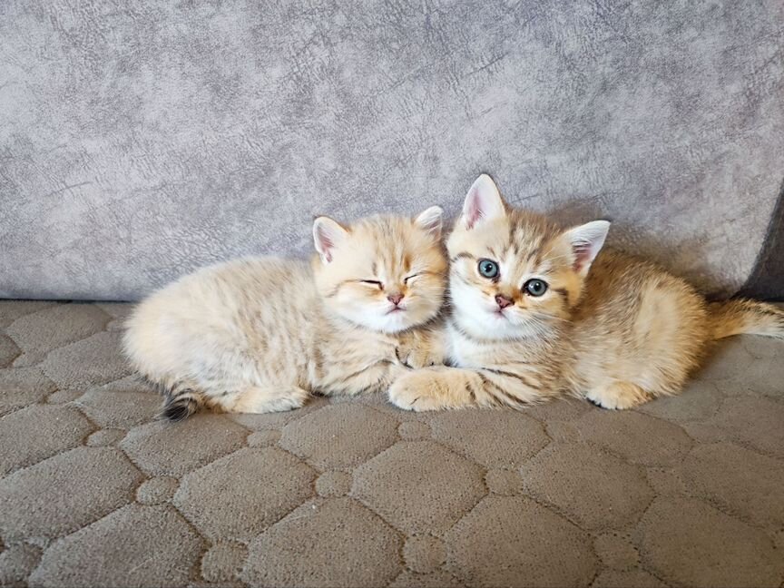 Котята британских шиншилл и шотладские