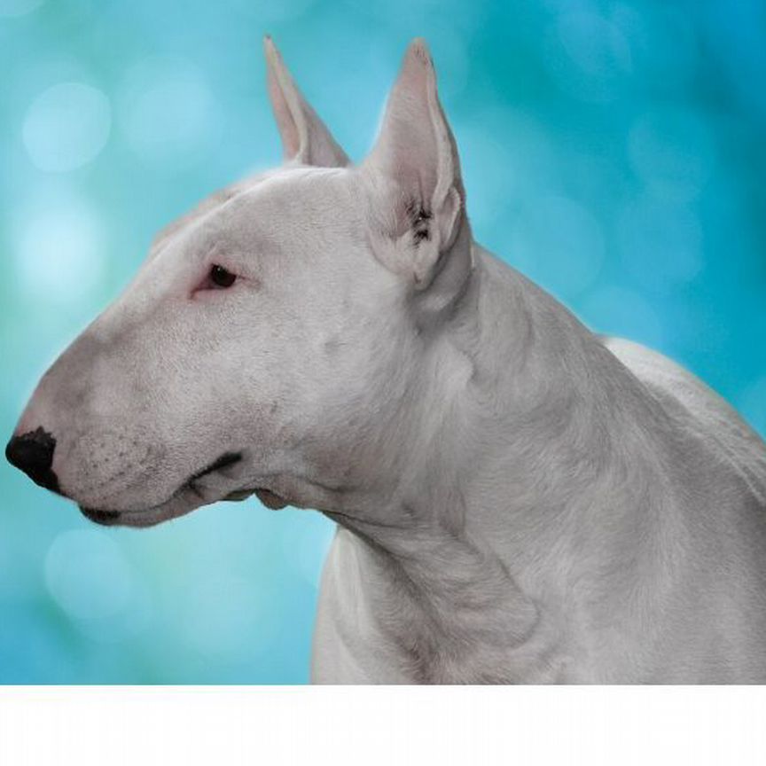 Бультерьер, взрослая собака