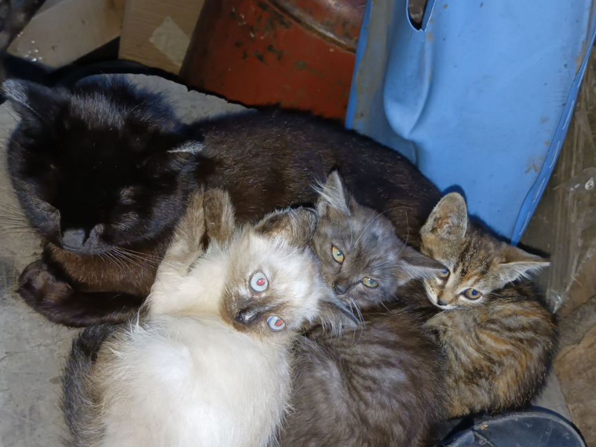 Отдам котят в добрые руки