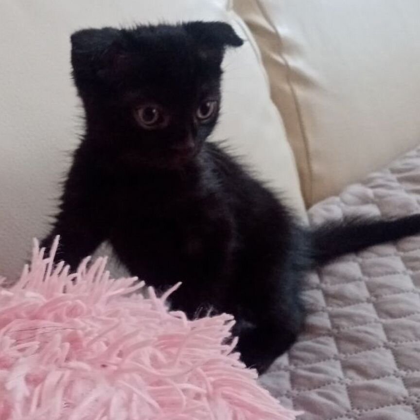 Котята