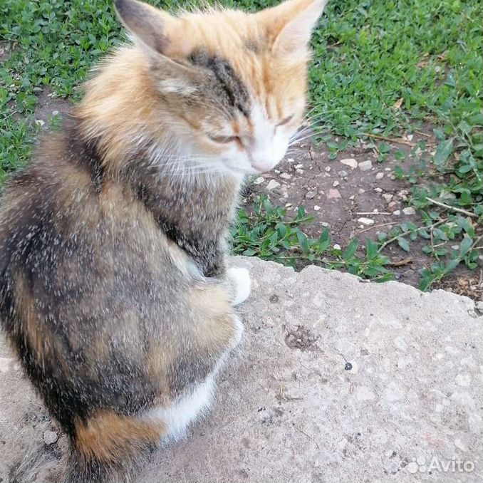 Котята от кошки мышеловки в дар