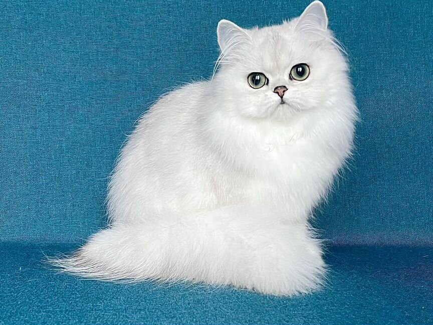 Персидская шиншилла