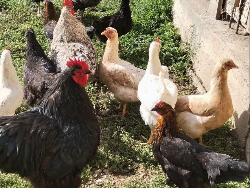 Куры молодки несушки доминант