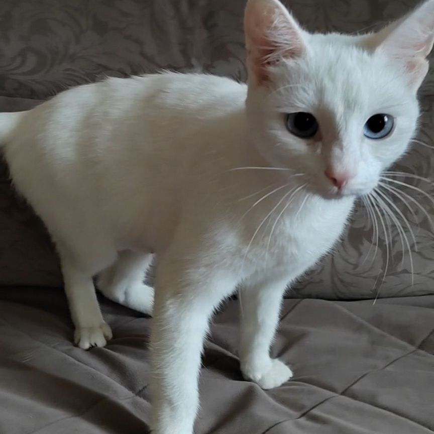 Отдам стерилизованную кошку