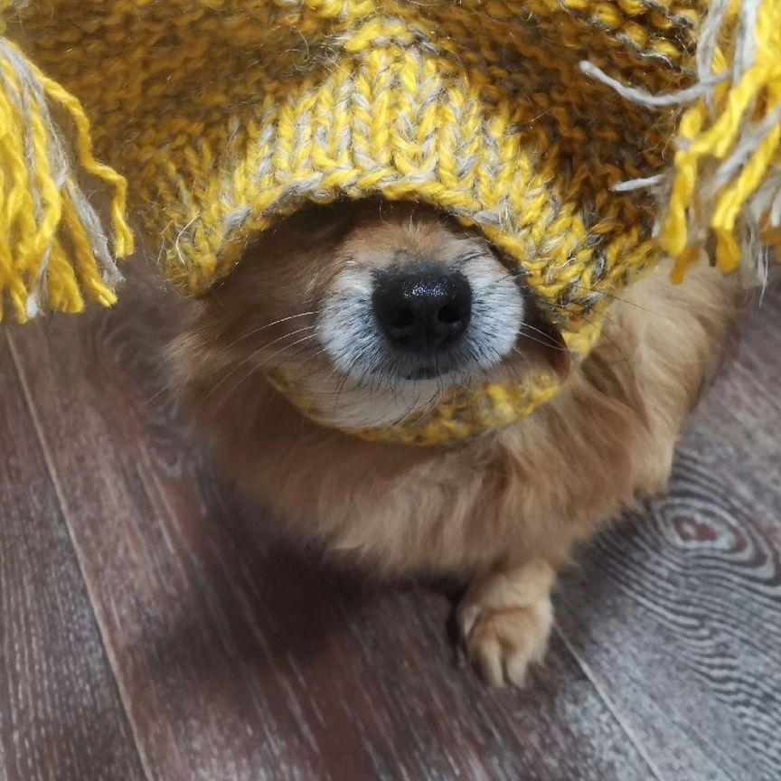 Шапочка для вашего питомца