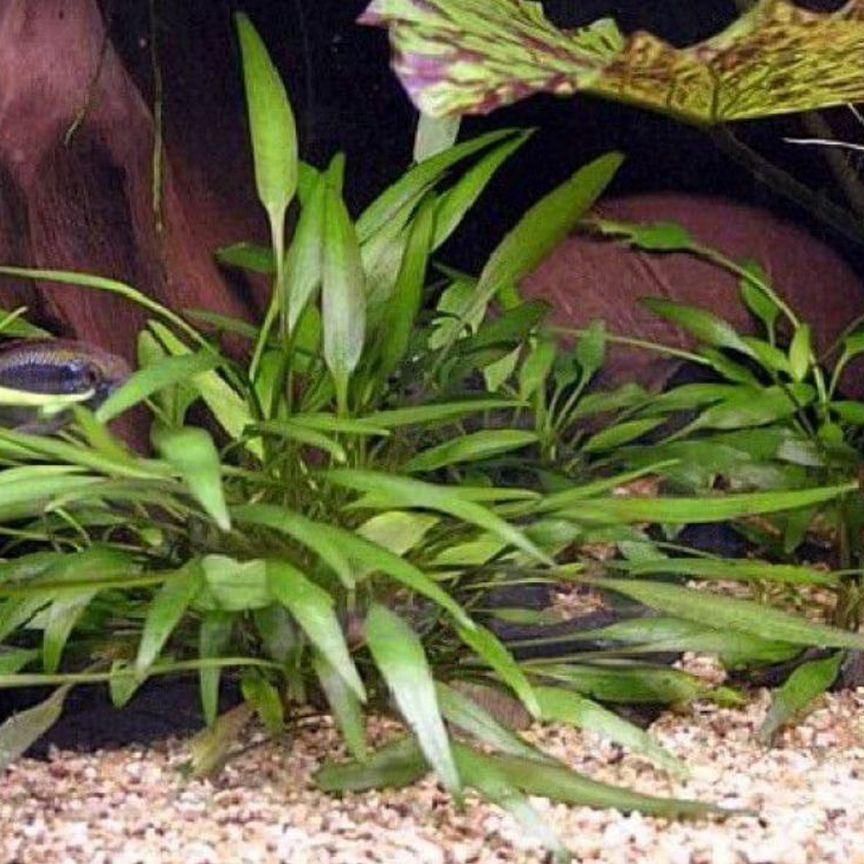 Растение в аквариумное