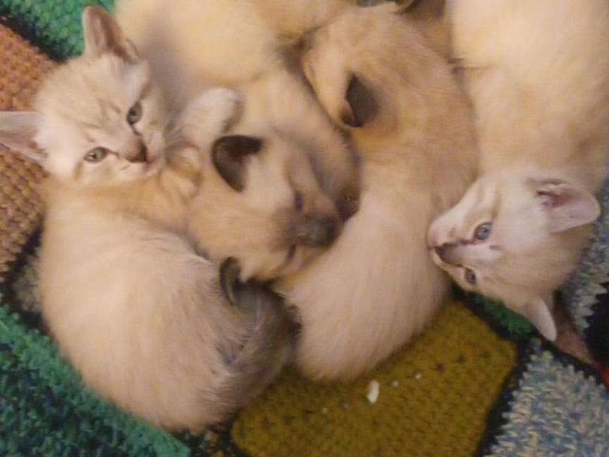 Тайские котята