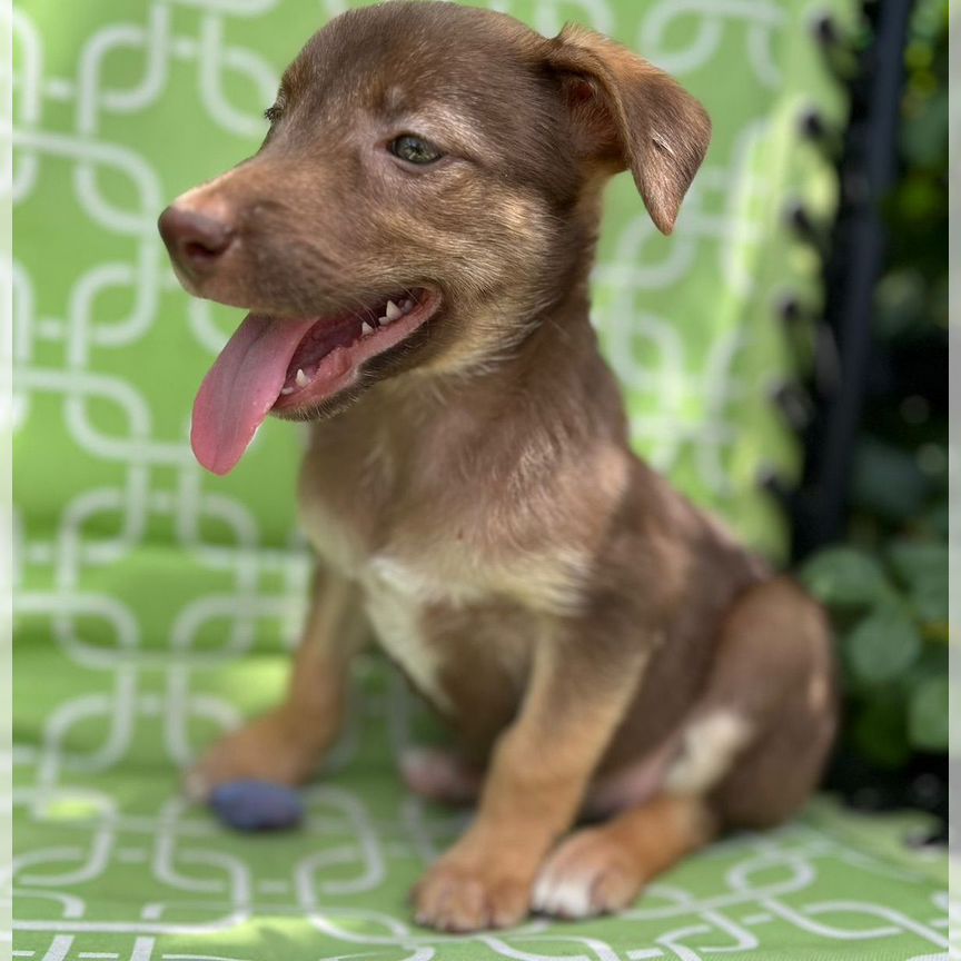 Щенок в добрые руки