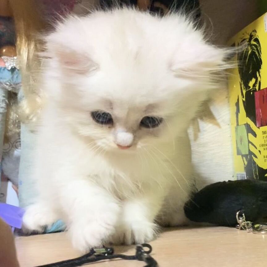 Шотландский прямоухий длинношёрстный котёнок