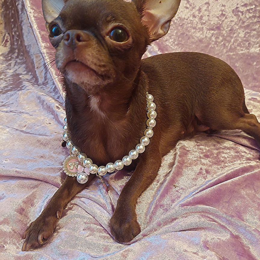 Щенки чихуахуа