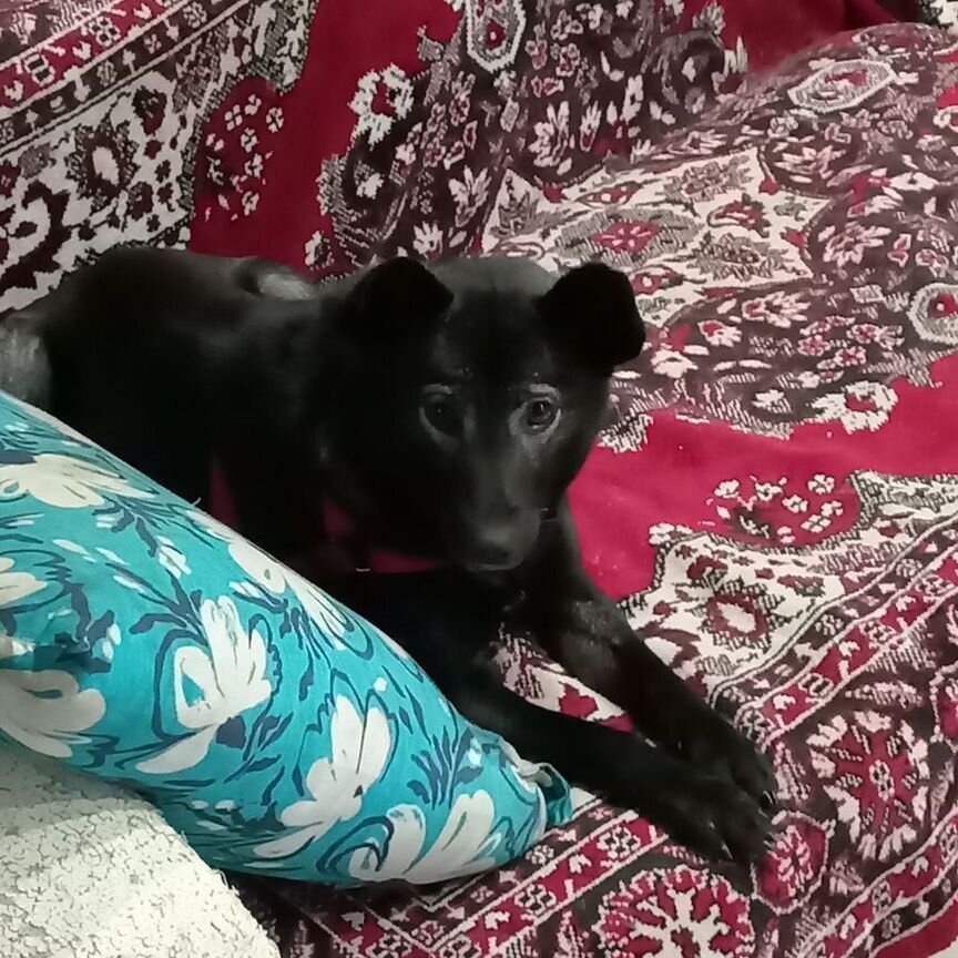 Собака в добрые руки отдам бесплатно